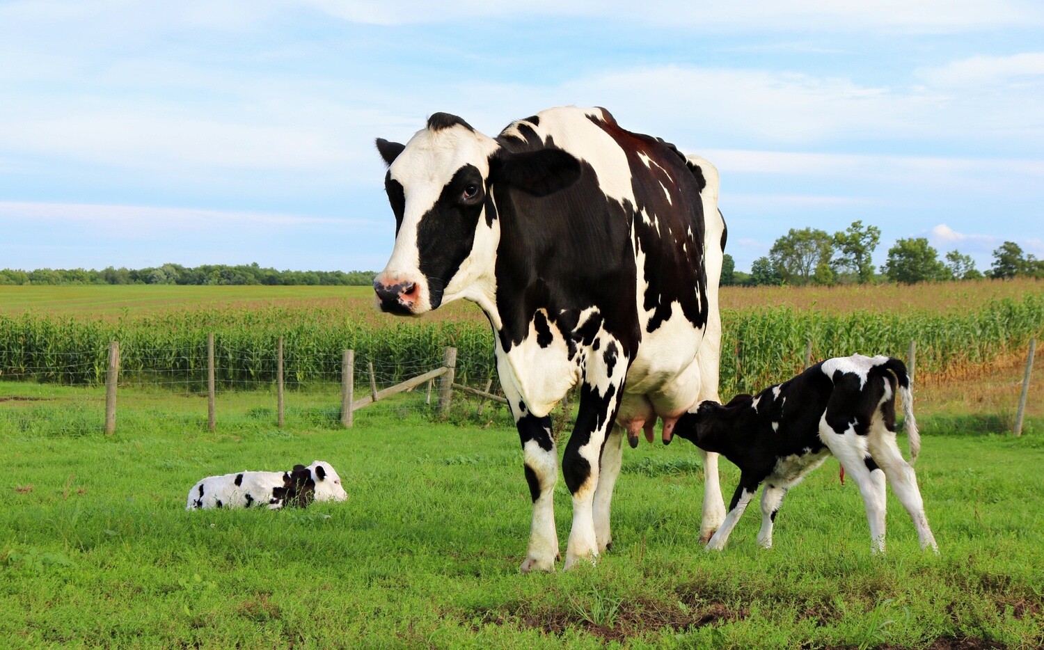 Breeding & Calving