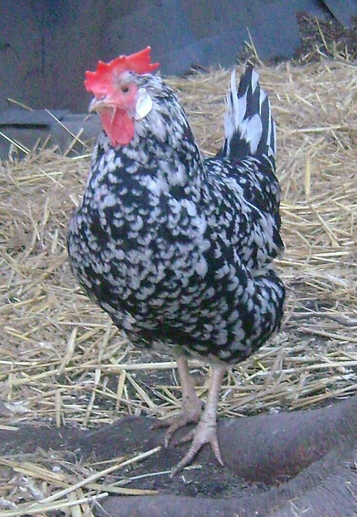 Exchequer Leghorn Hen