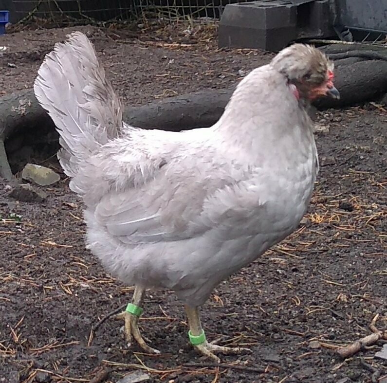 Hens (Point of Lay)