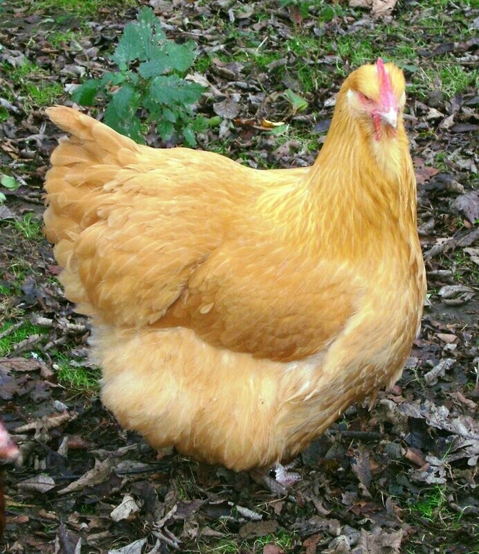 Hens (Point of Lay)