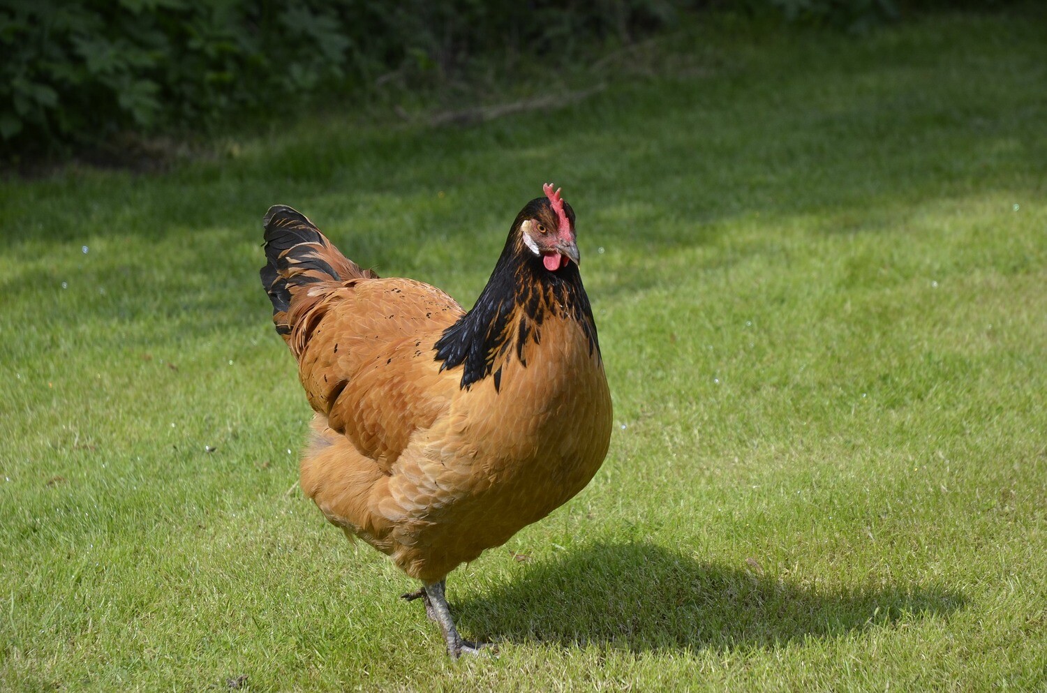 Vorwerk Hen