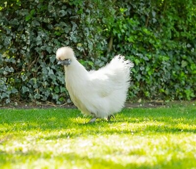 Bantams (Point of Lay)