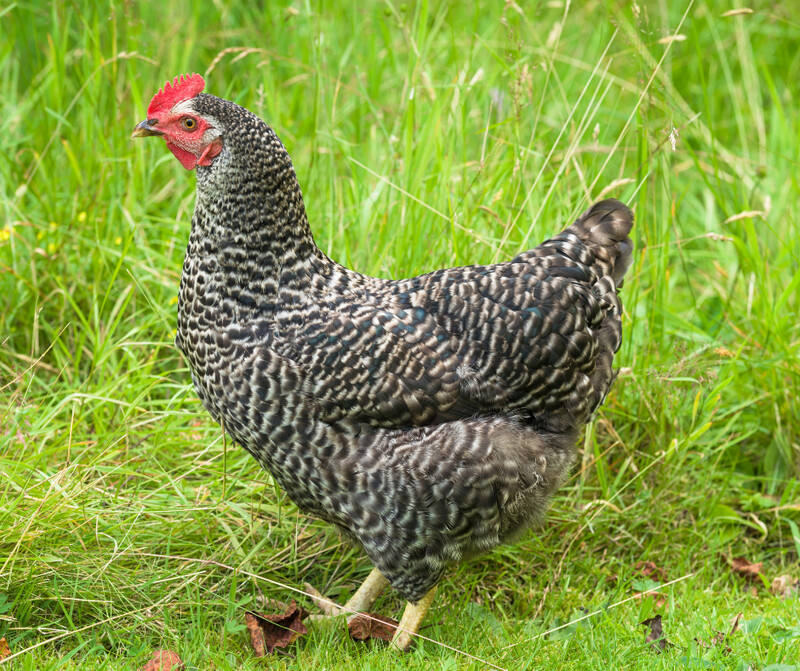 Hens (Point of Lay)