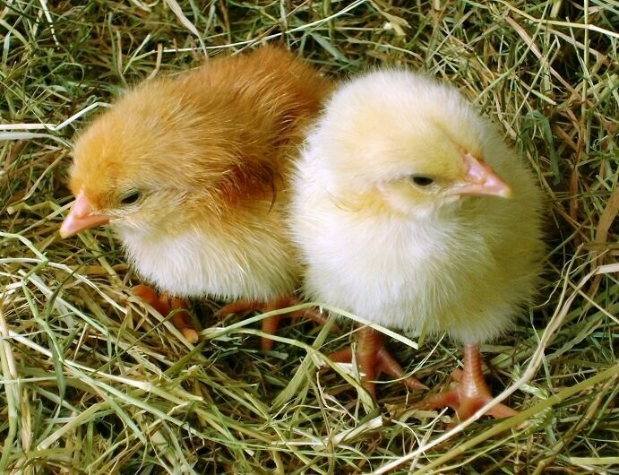 Blacktail Chick (Female)