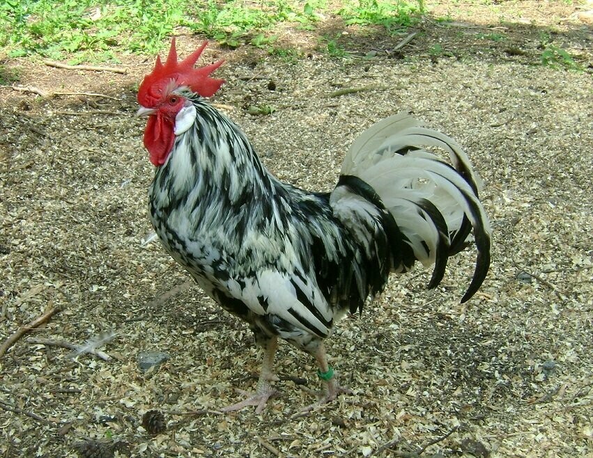 Cockerels
