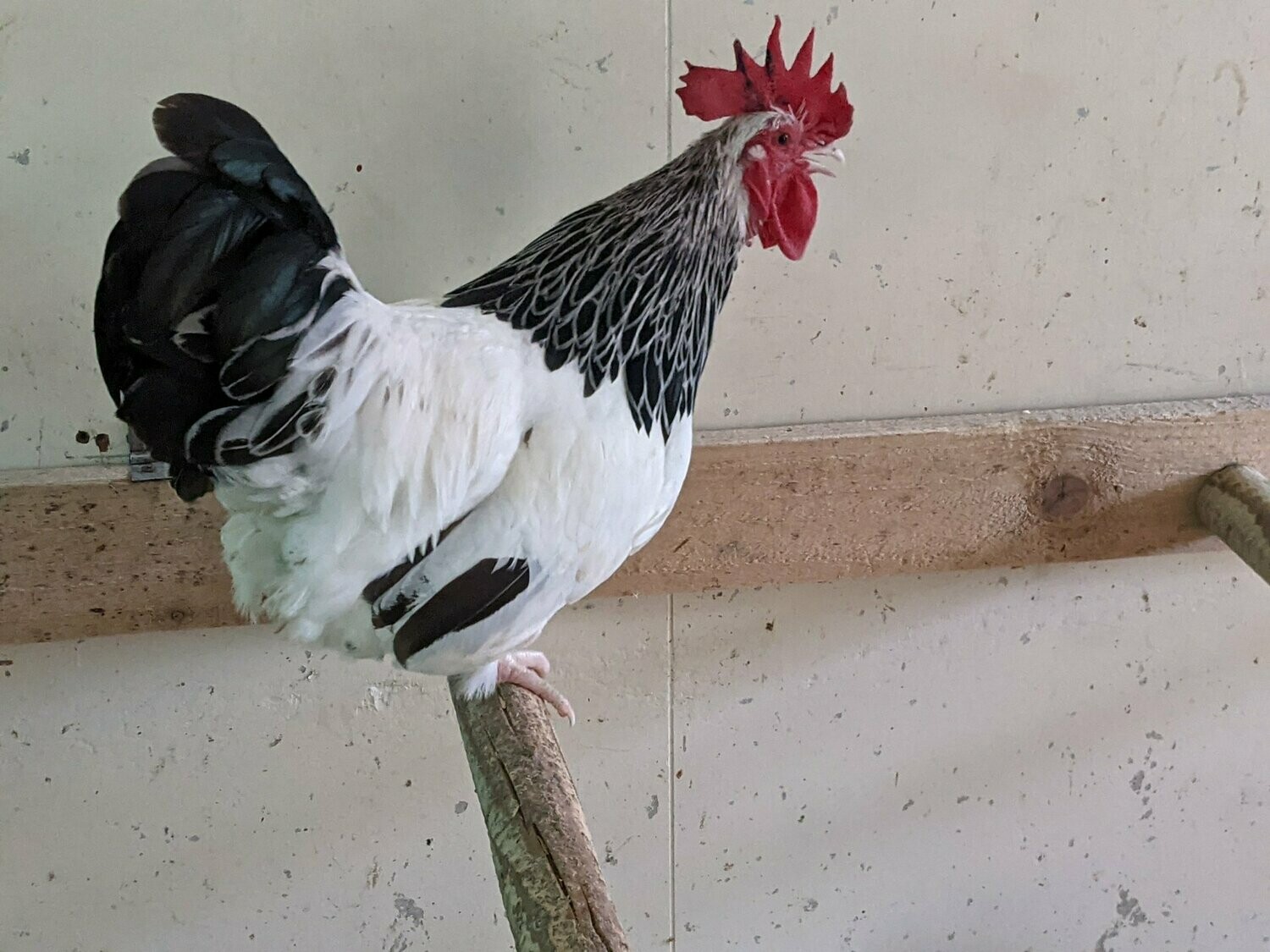 Light Sussex Bantam Cockerel