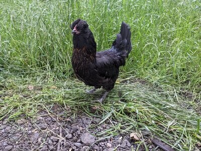 Hens (Point of Lay)