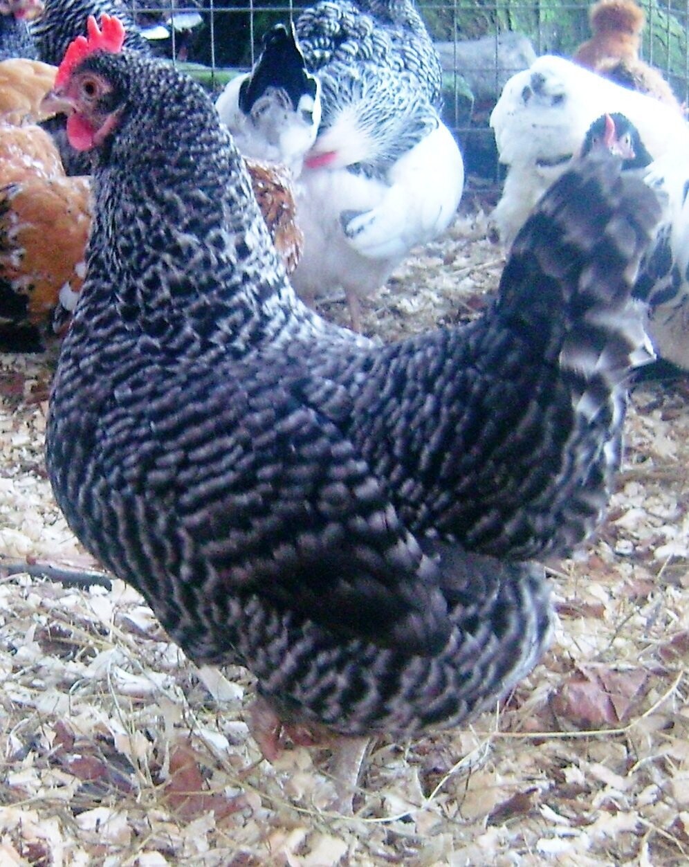 BANTAM Cuckoo Maran Hen