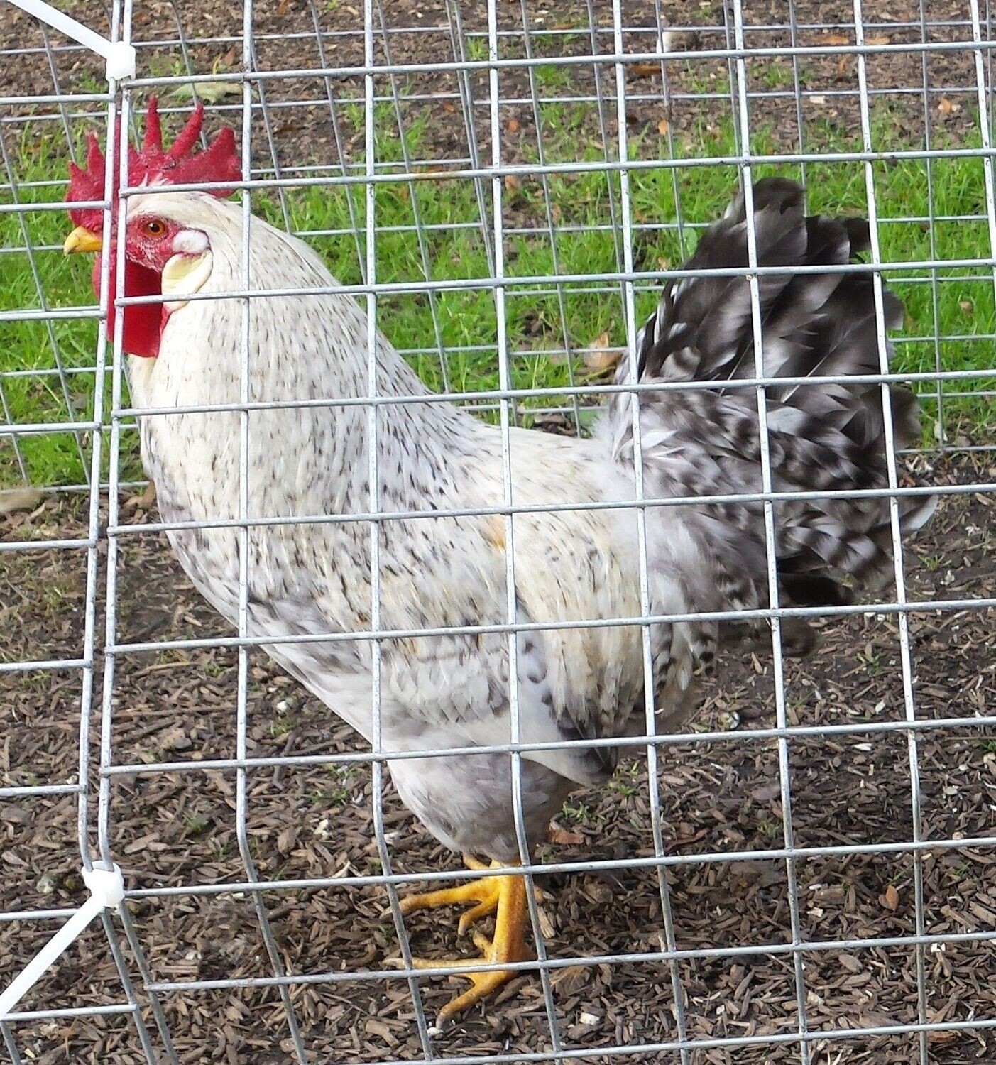 Sapphire Sunset Cockerel