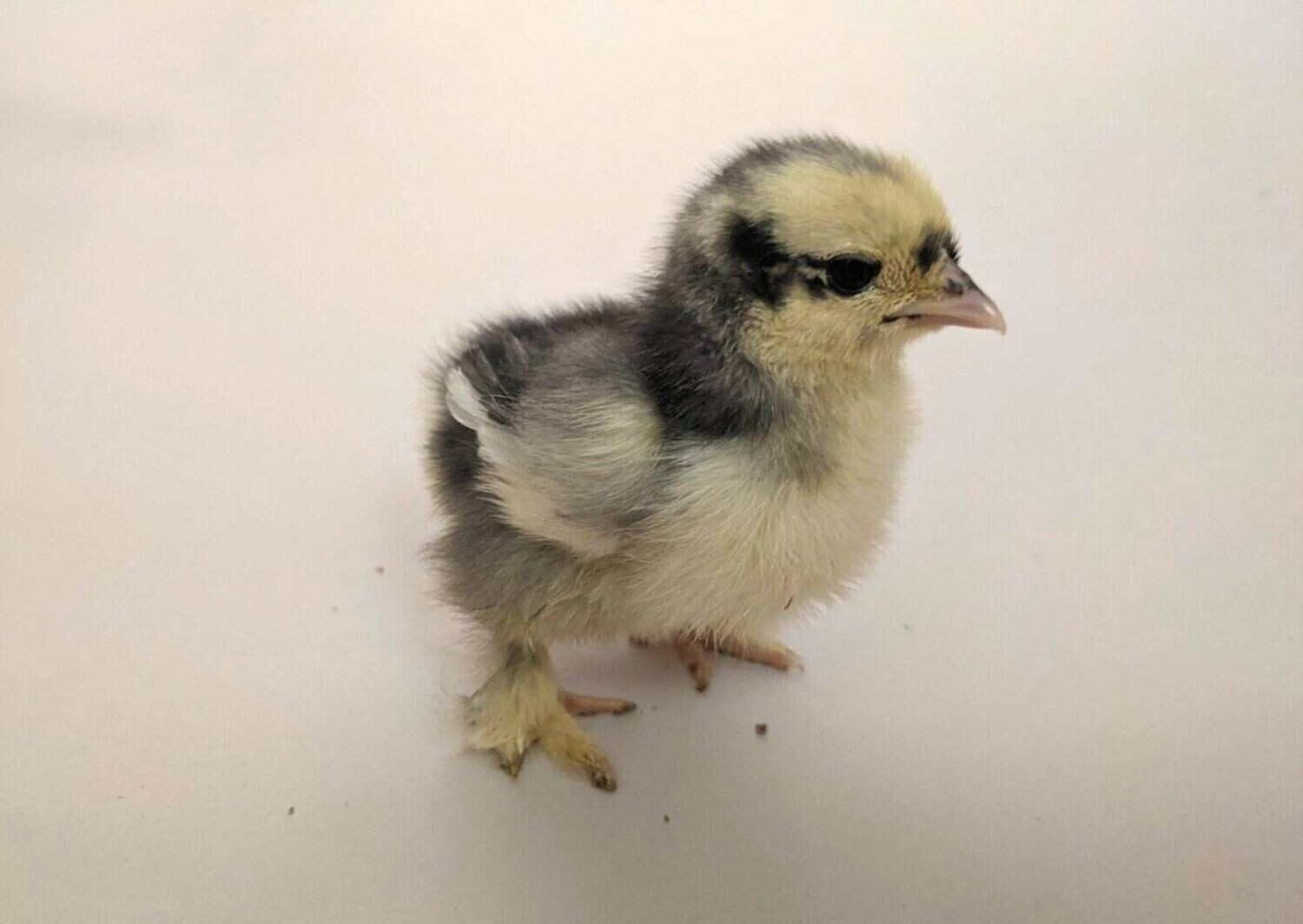 Blue Pekin Chick (Unsexed)