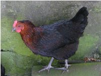 Hens (Point of Lay)