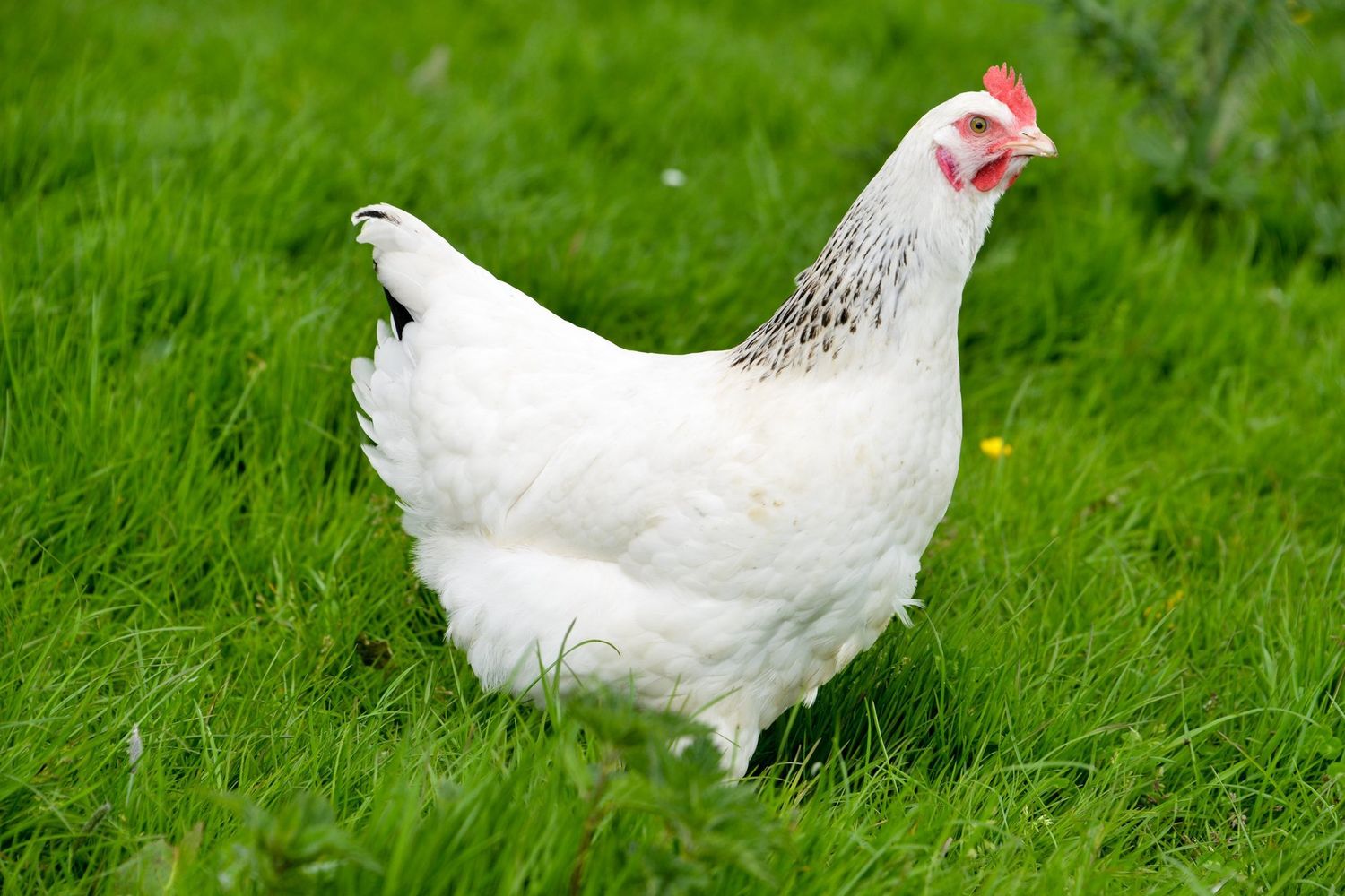 Hens (Point of Lay)