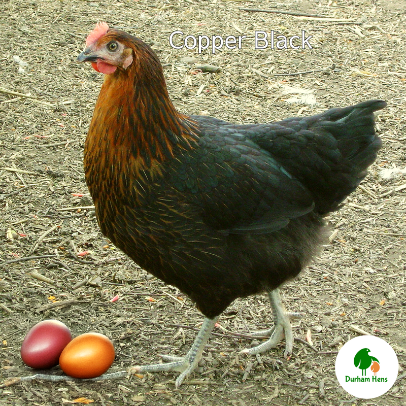 Hens (Point of Lay)