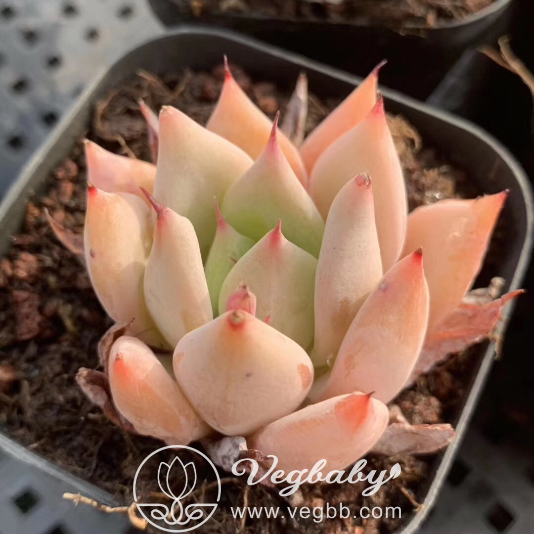 Echeveria Liz Rare Korean Succulent Home & Living Outdoor & Gardening ...