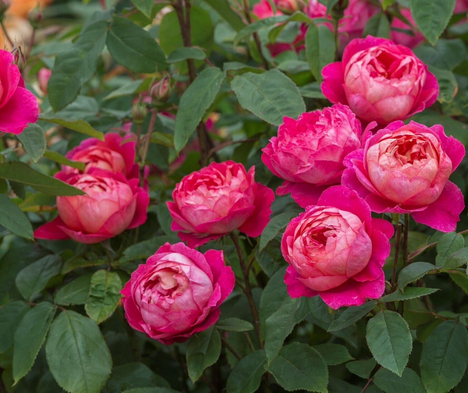 The Moosbach Garden Englische Gartenkultur