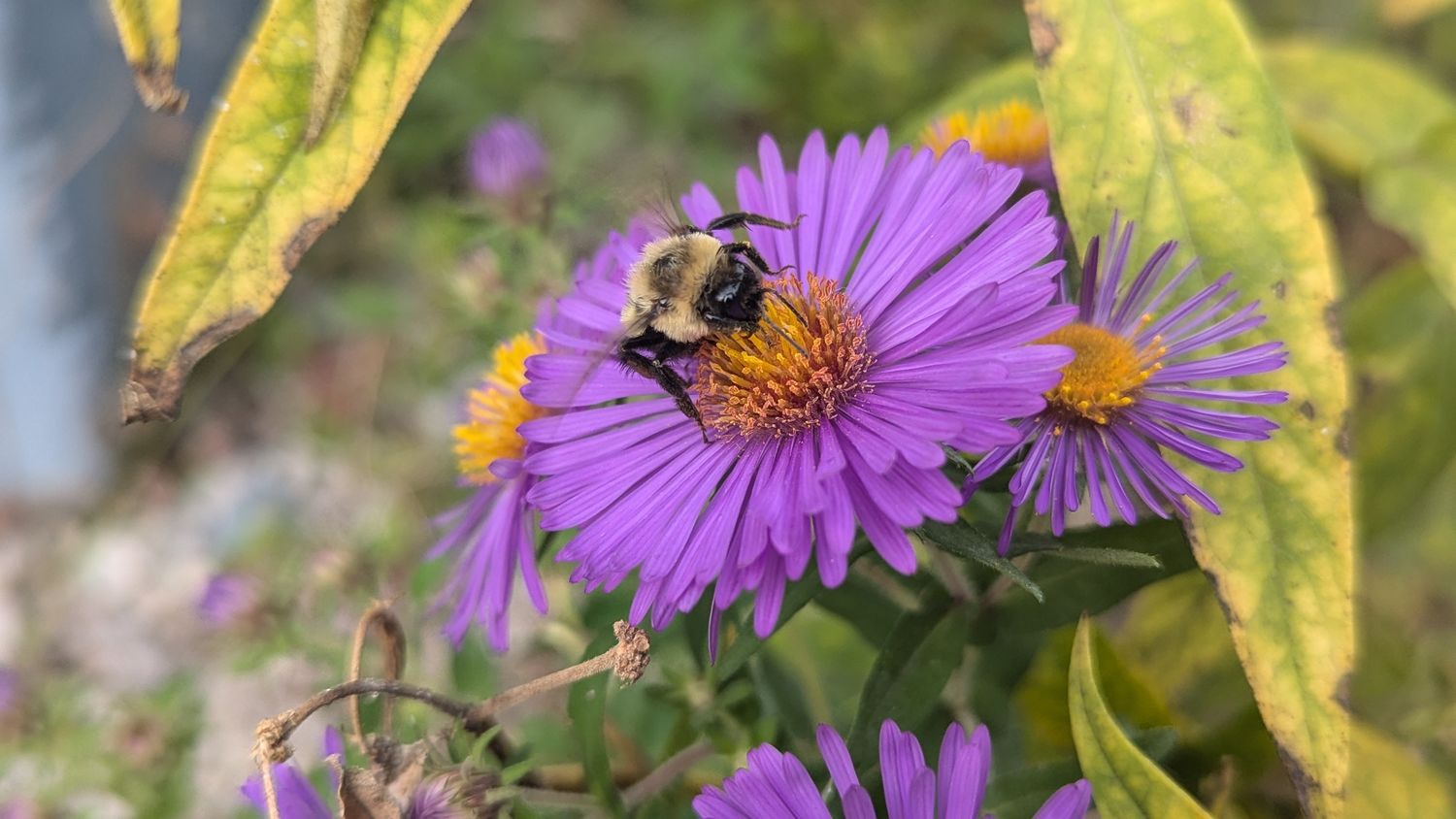 Aster novae-angliae (New England Aster) — Plant Sale — AdkAction