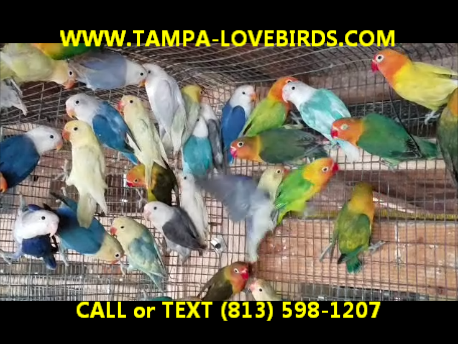 Birds For Sale - TampaLovebirds birds for sale