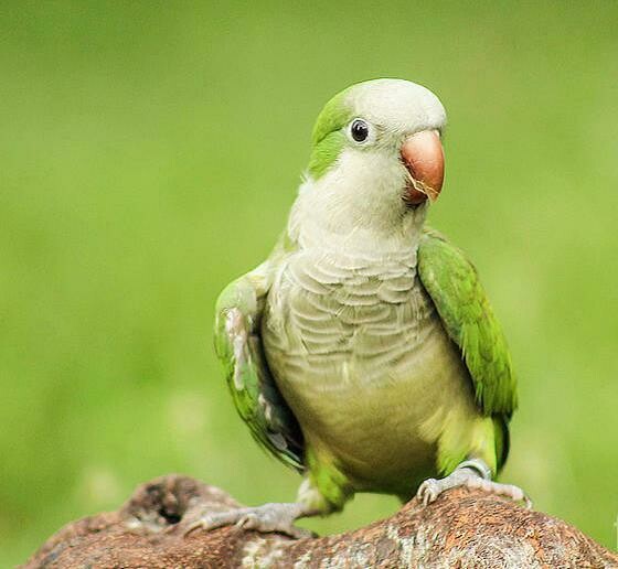 Birds For Sale - TampaLovebirds birds for sale