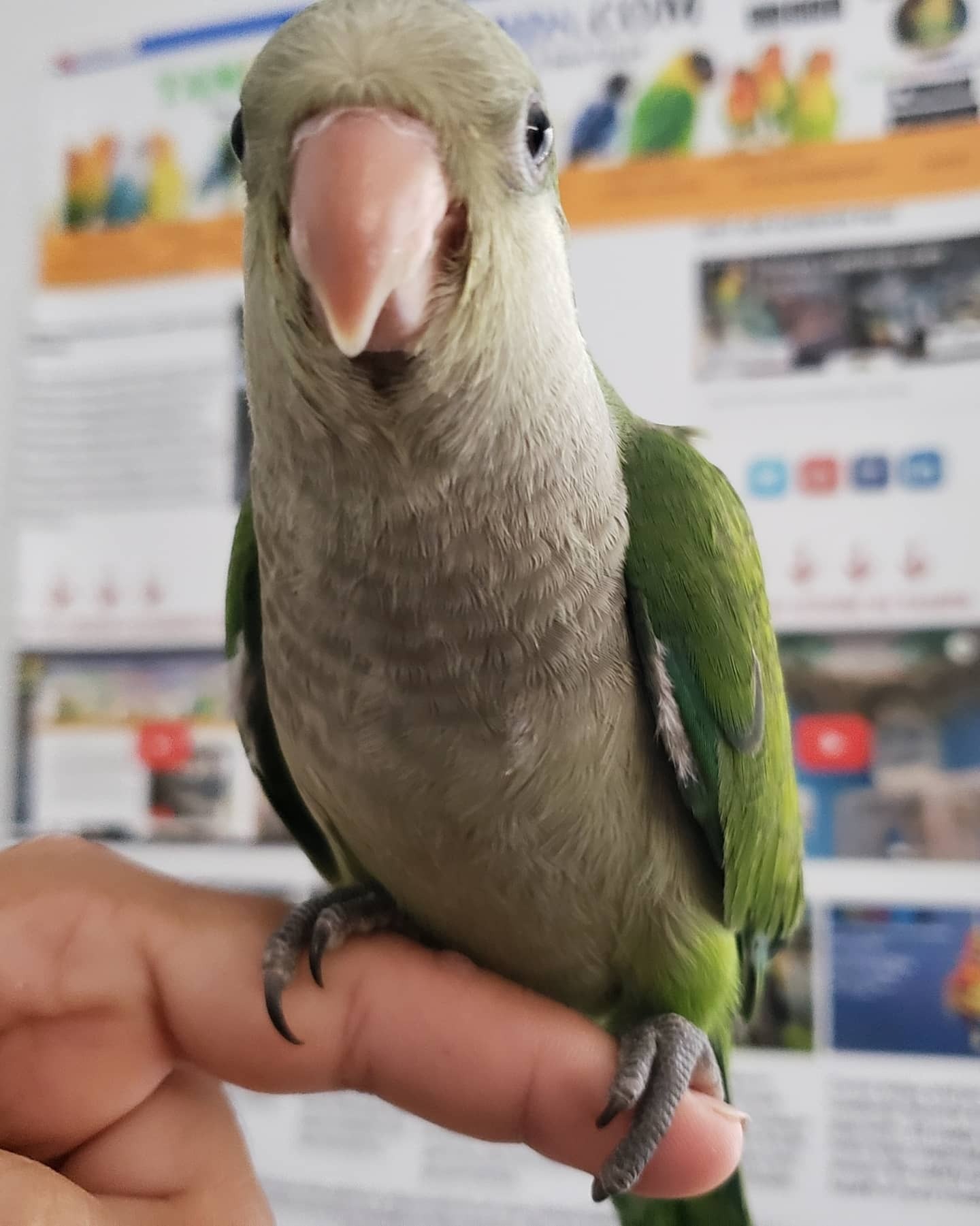 Cinnamon Blue Quaker Parrot
