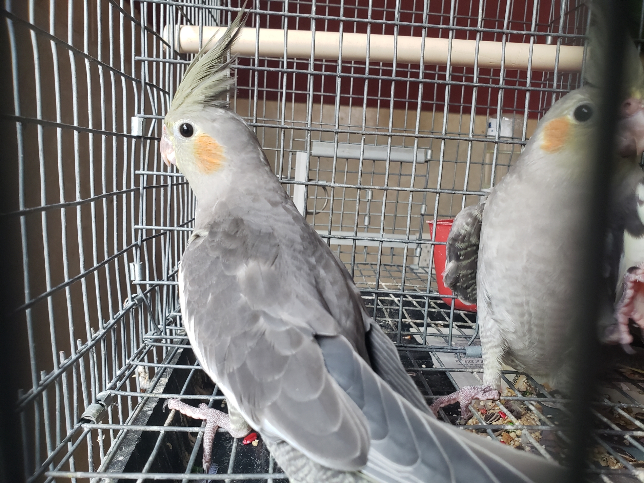 Grey And White Cockatiels