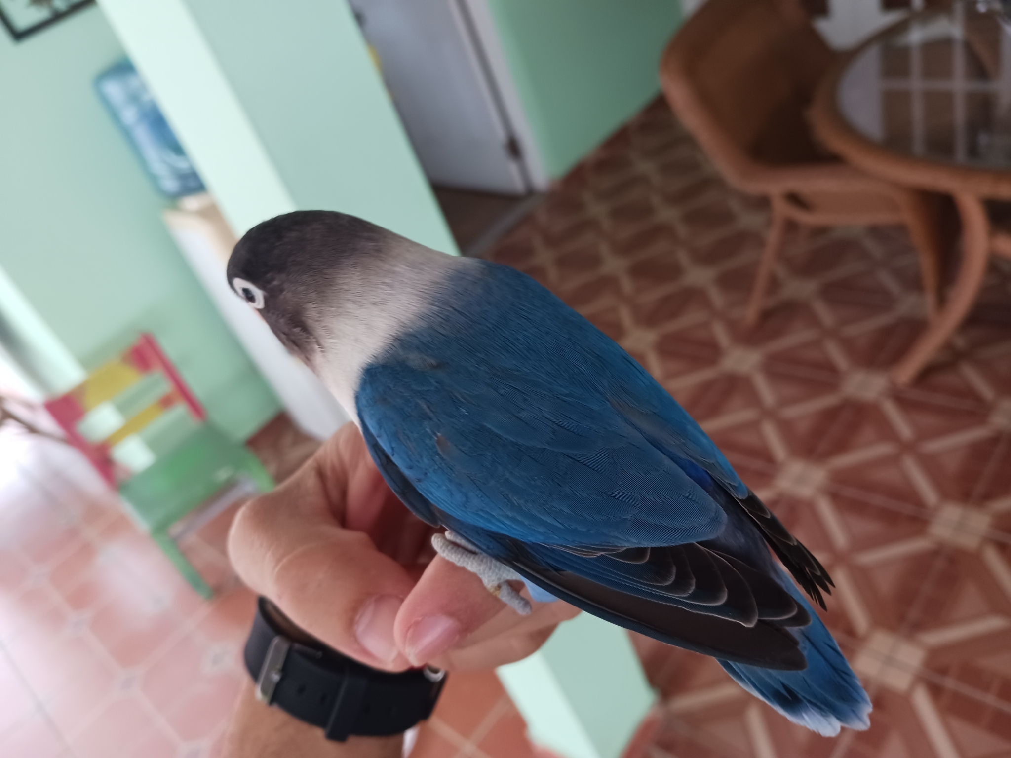 Cobalt Blue Masked Lovebird