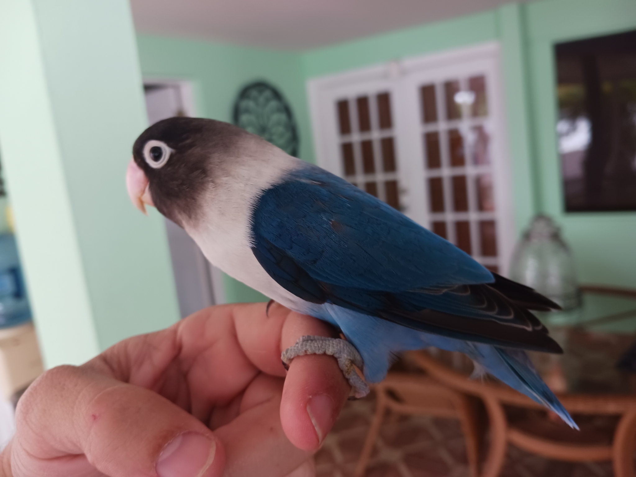 Cobalt Blue Masked Lovebird