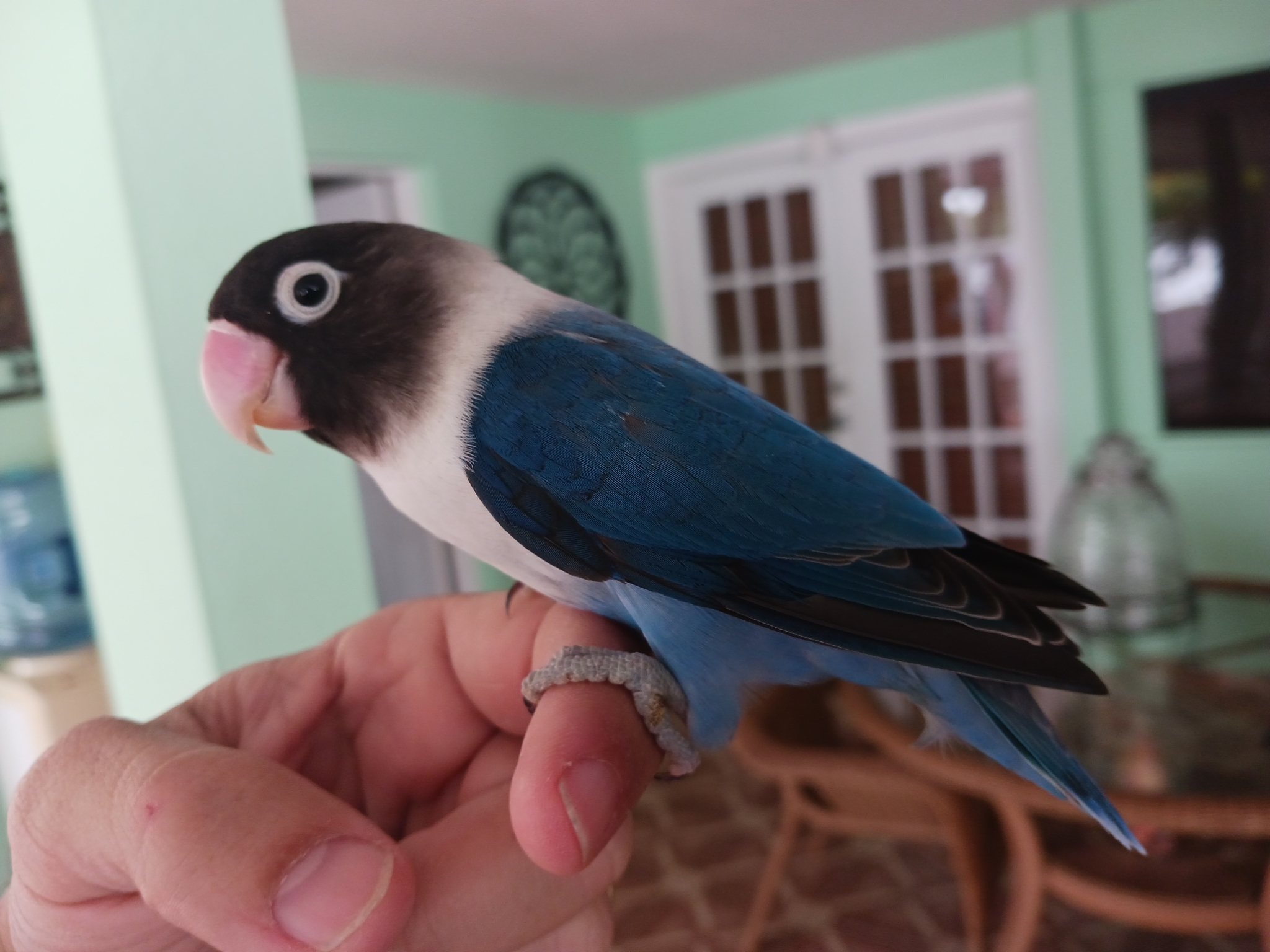 Cobalt Blue Masked Lovebird