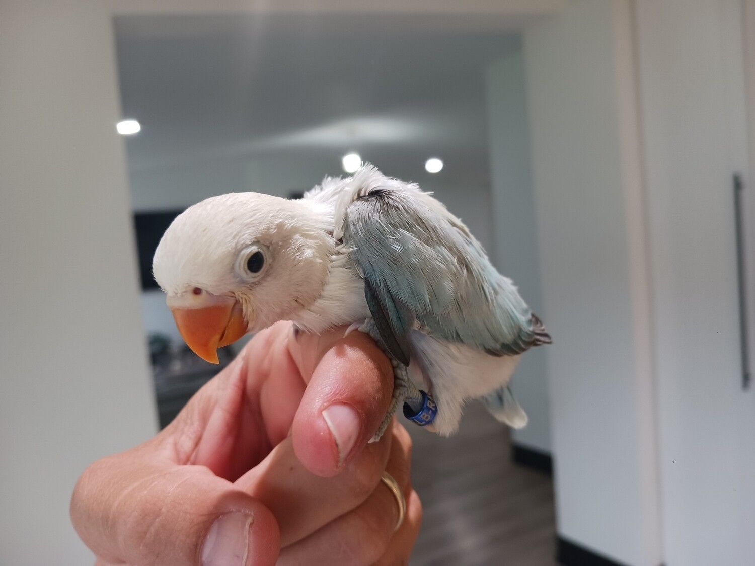 Baby Blue Cockatiel