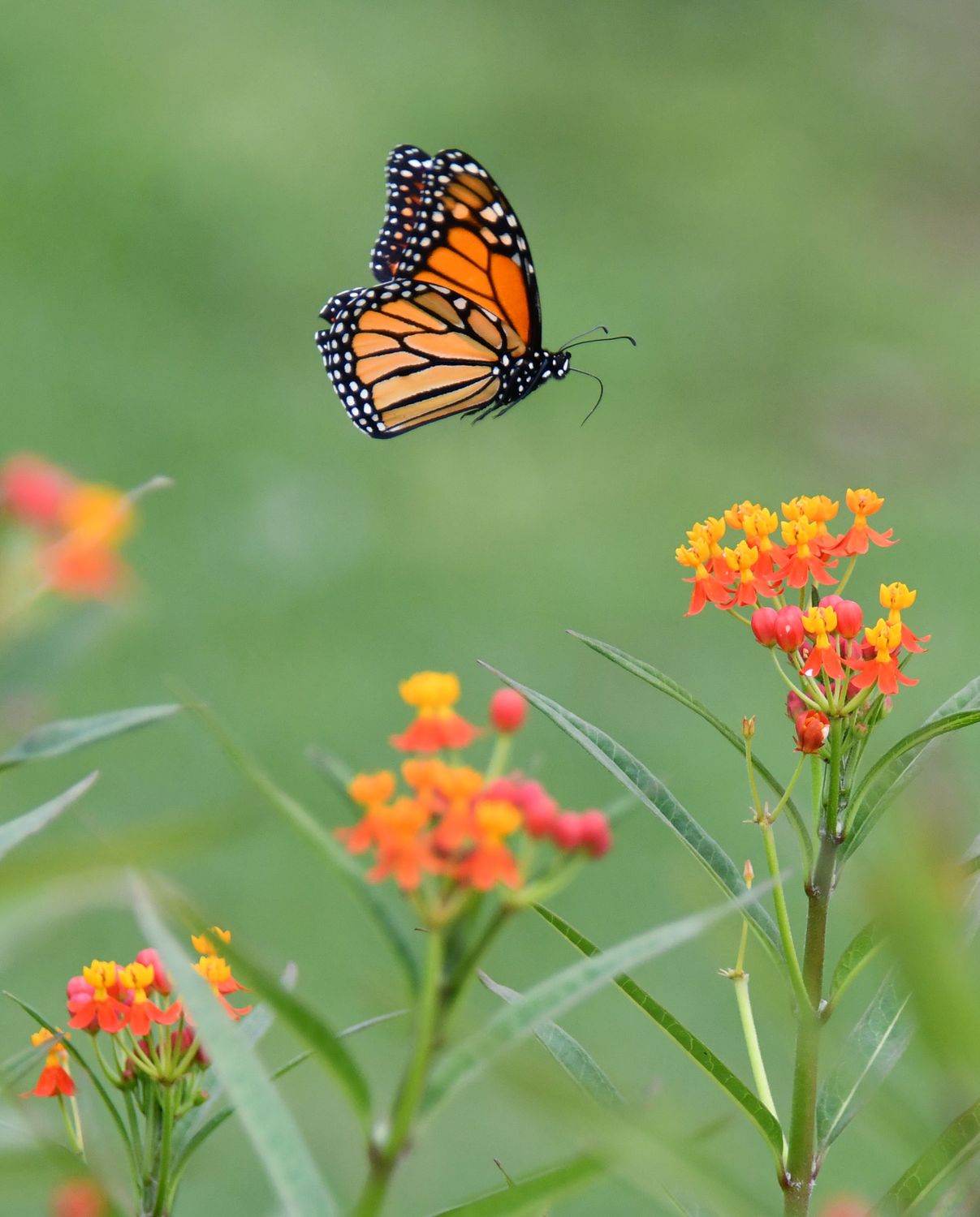 Monarchs