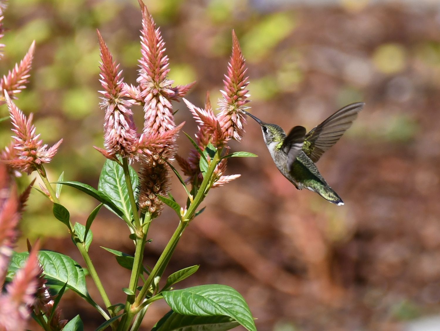 Hummingbirds