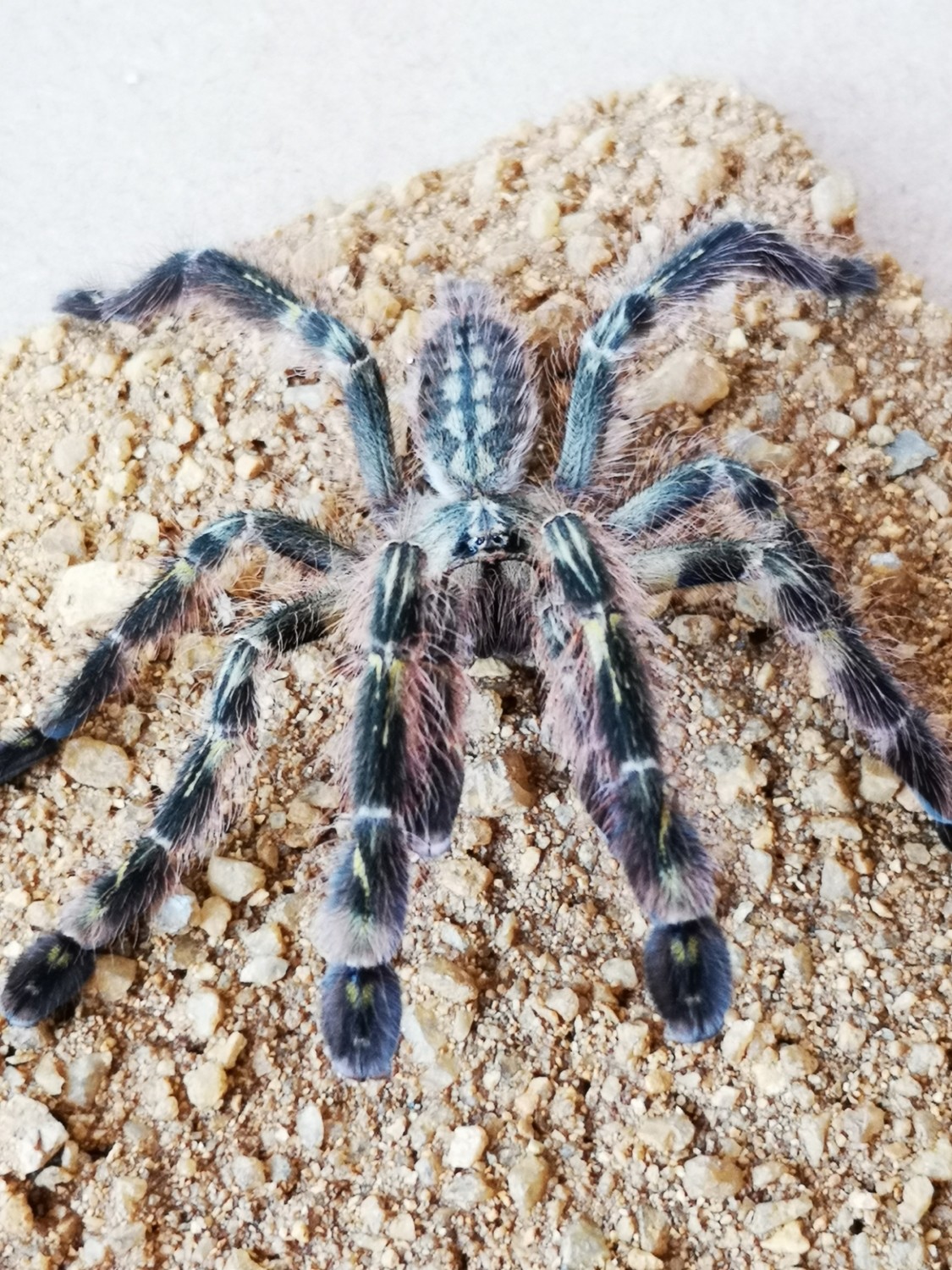 Poecilotheria rufilata Female (15-16cm) Redslate ornamental tarantula