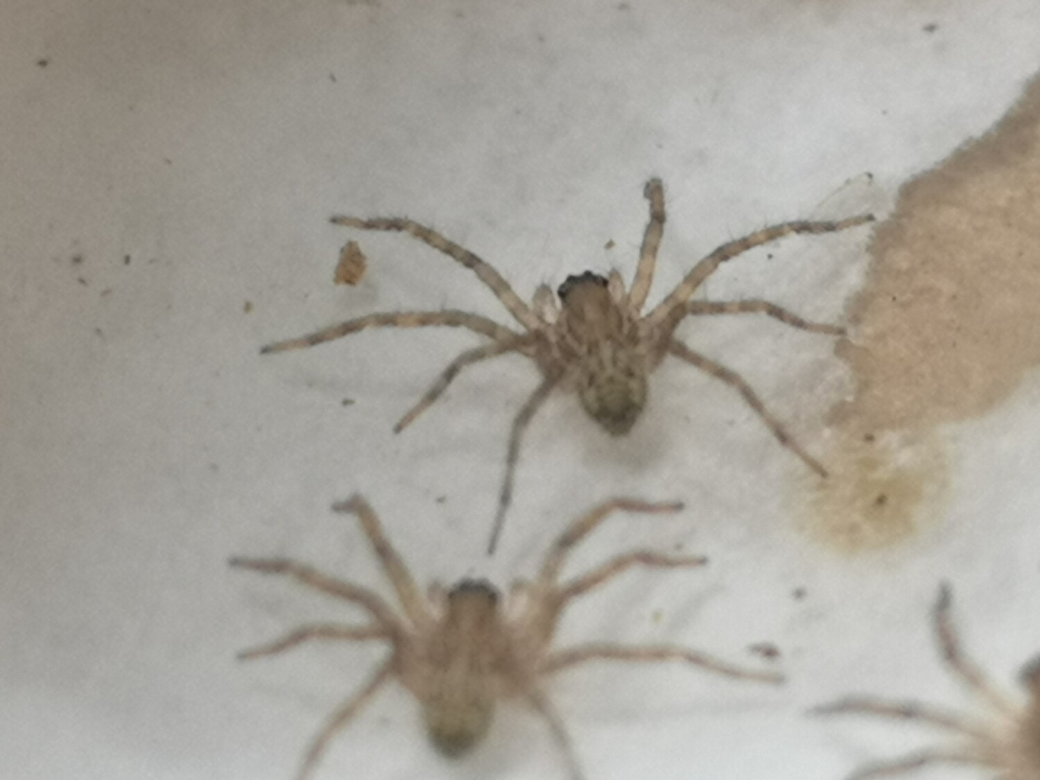 Cupiennius salei Tiger wandering spider (0.5-1CM)