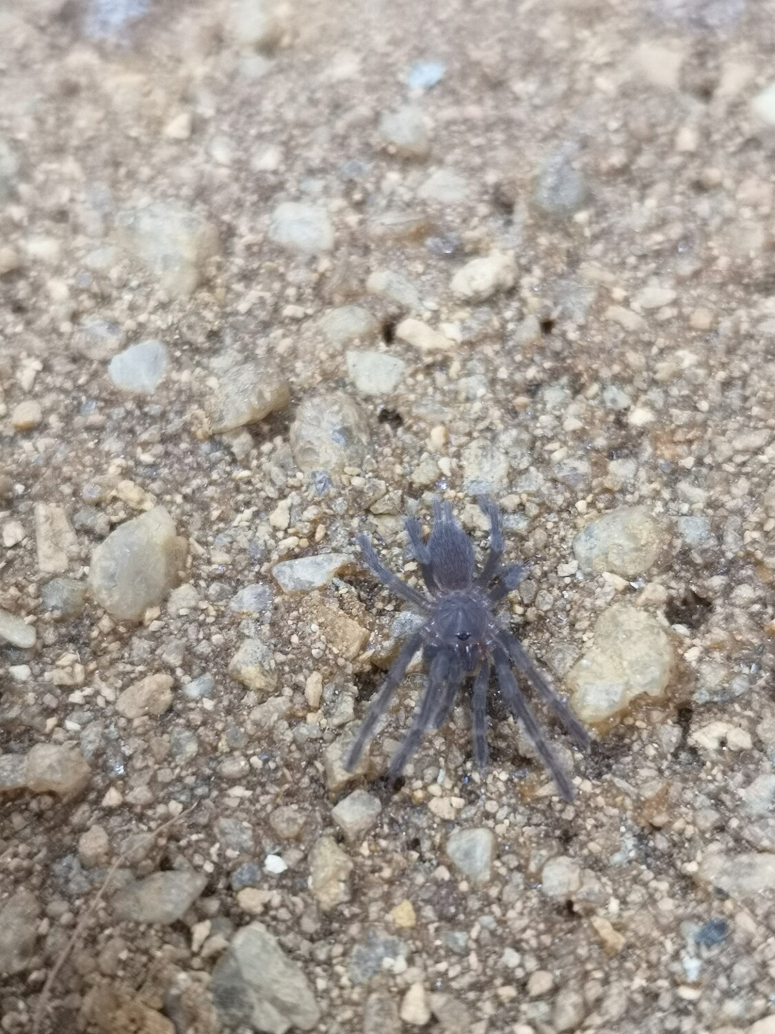 Selenocosmia crassipes (2-3cm)Whistling Tarantula