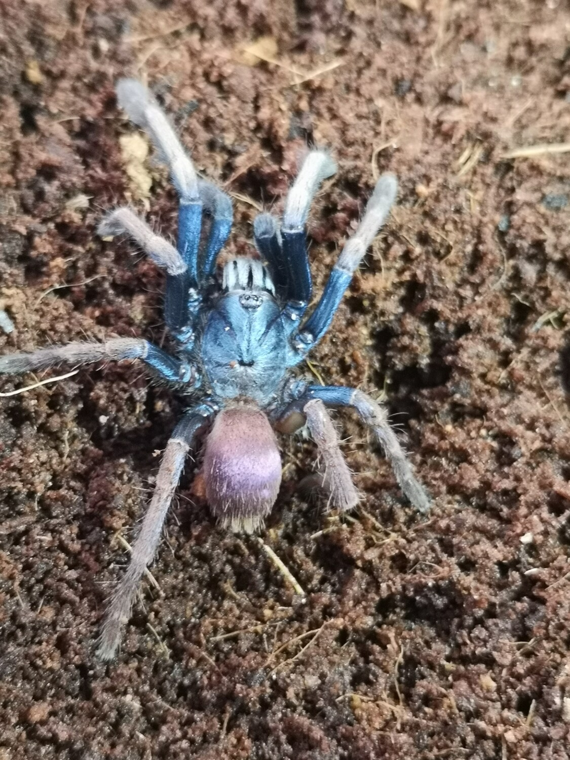 Haploclastus devamatha - LSD Earthtiger Female (9-10cm)