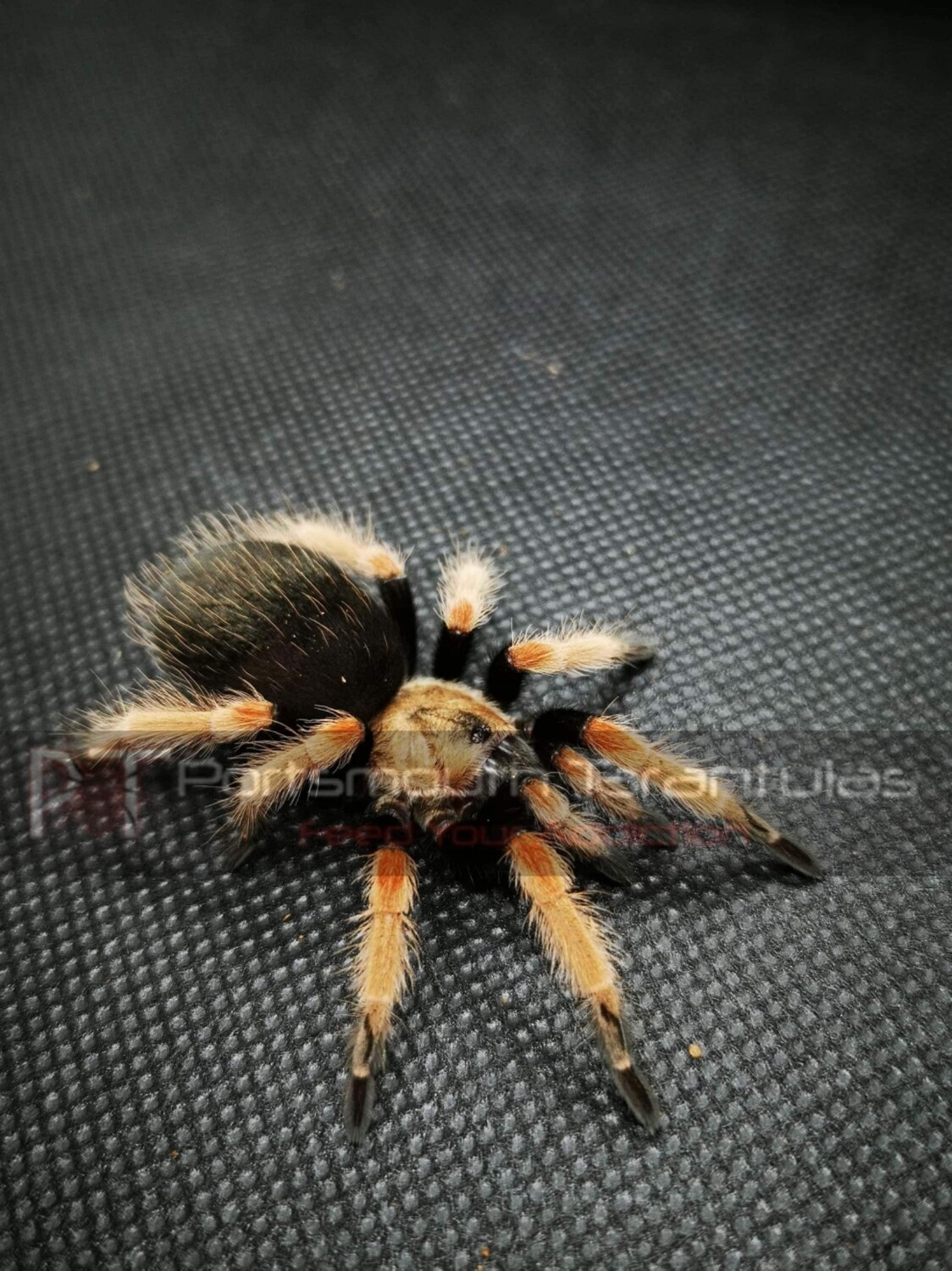 Brachypelma boehmei - Mexican Fire Leg Male (12-13cm)