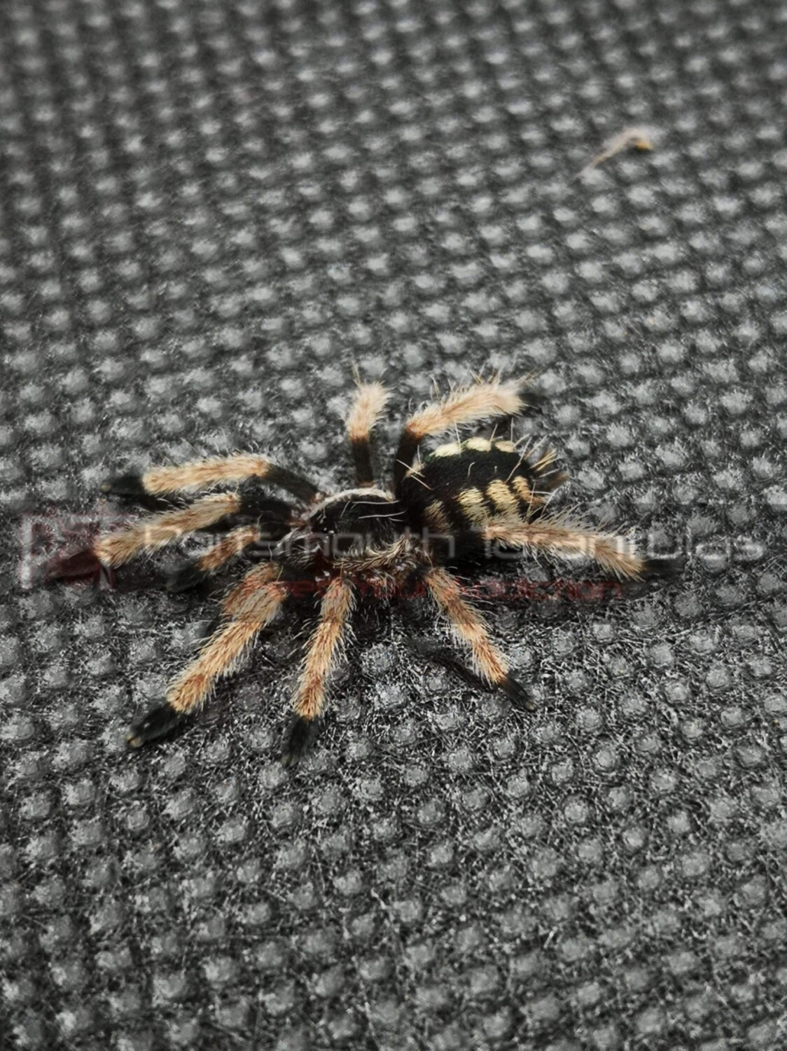 Amazonius burgessi - Colombian Tree Spider (2-3cm)