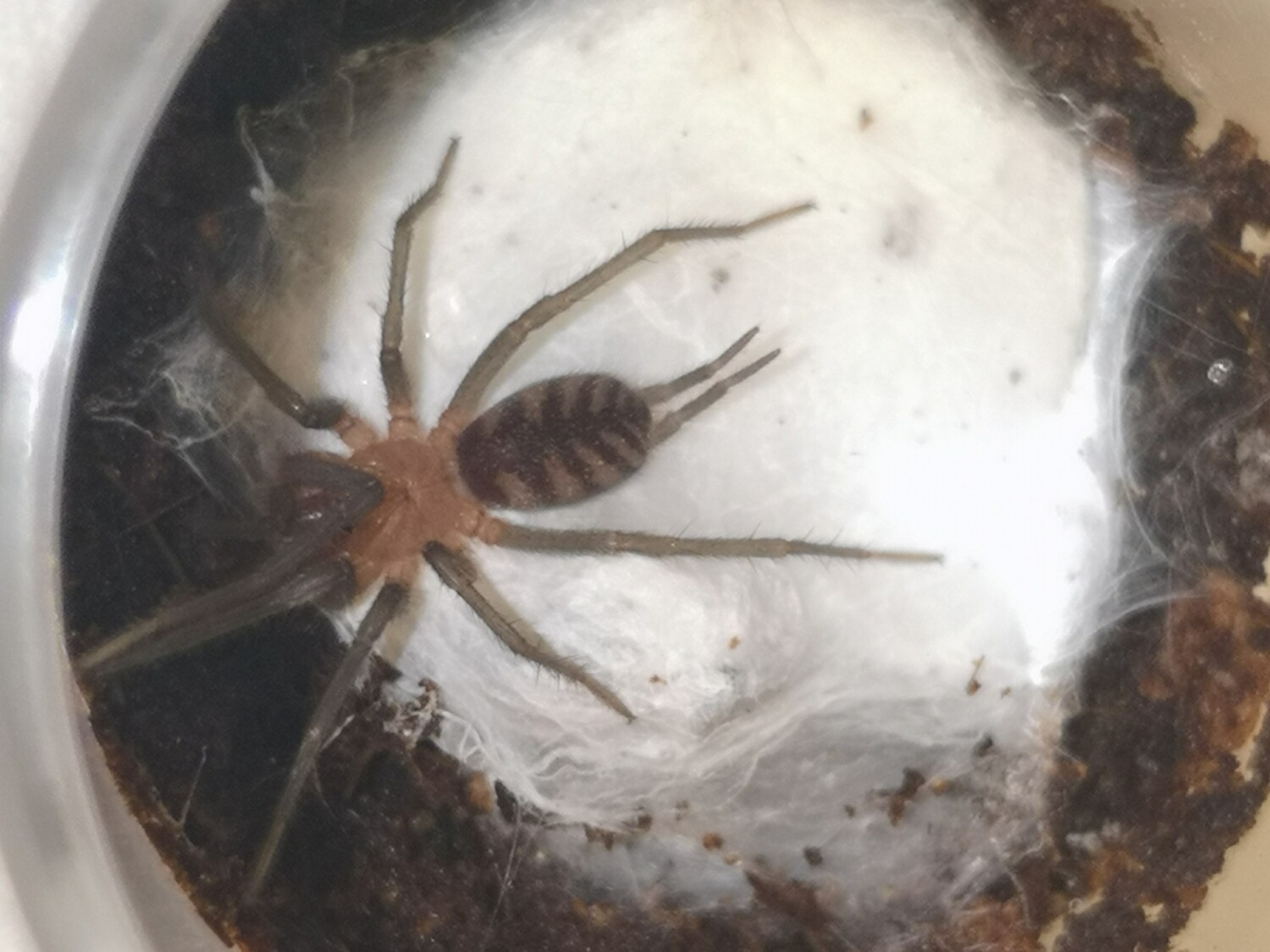 Linothele fallax Tiger Spider (8-9cm)