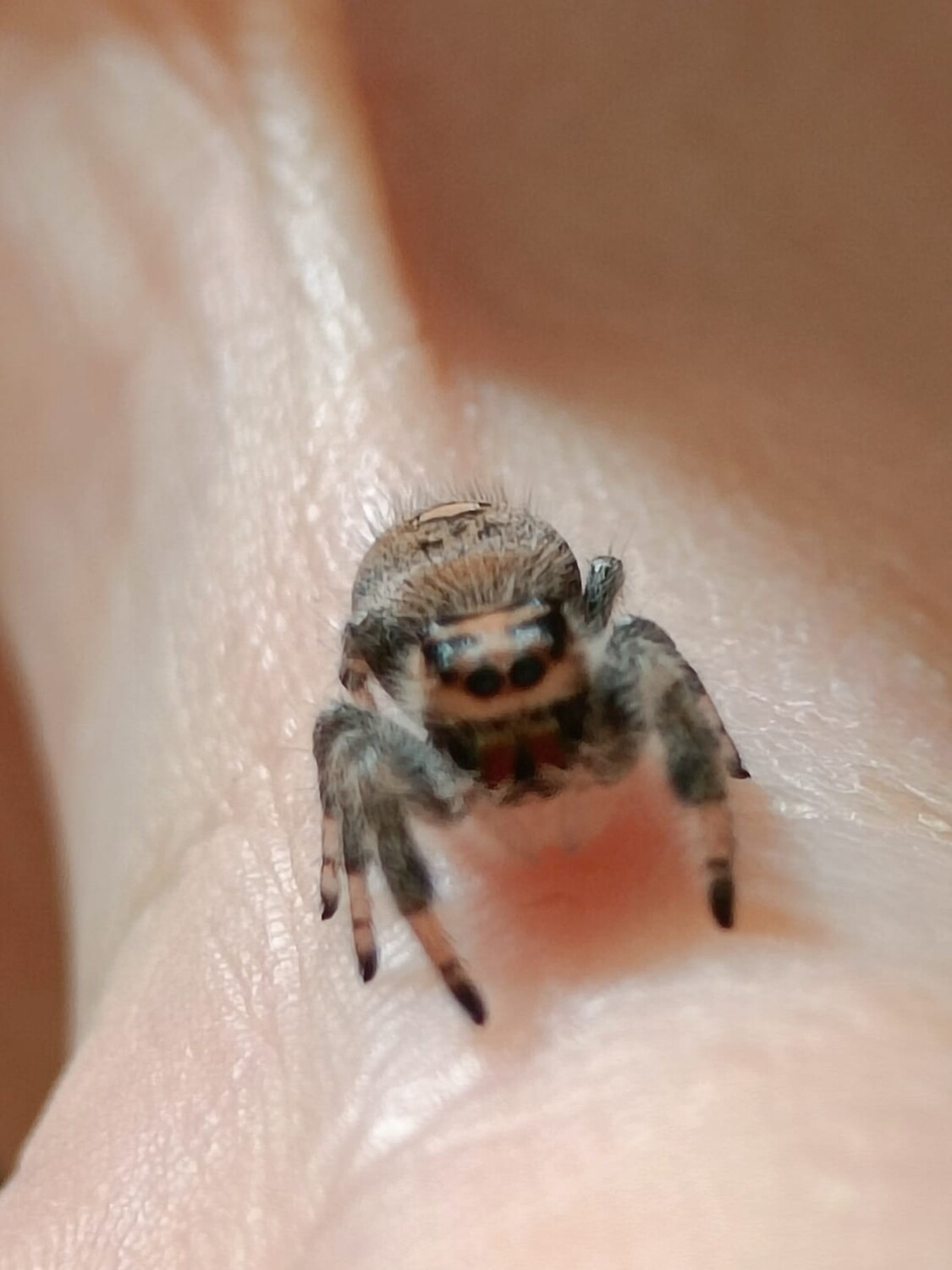 Phidippus Regius L6/L7 (Jumping Spider) Florida X Soroa X Bahamas