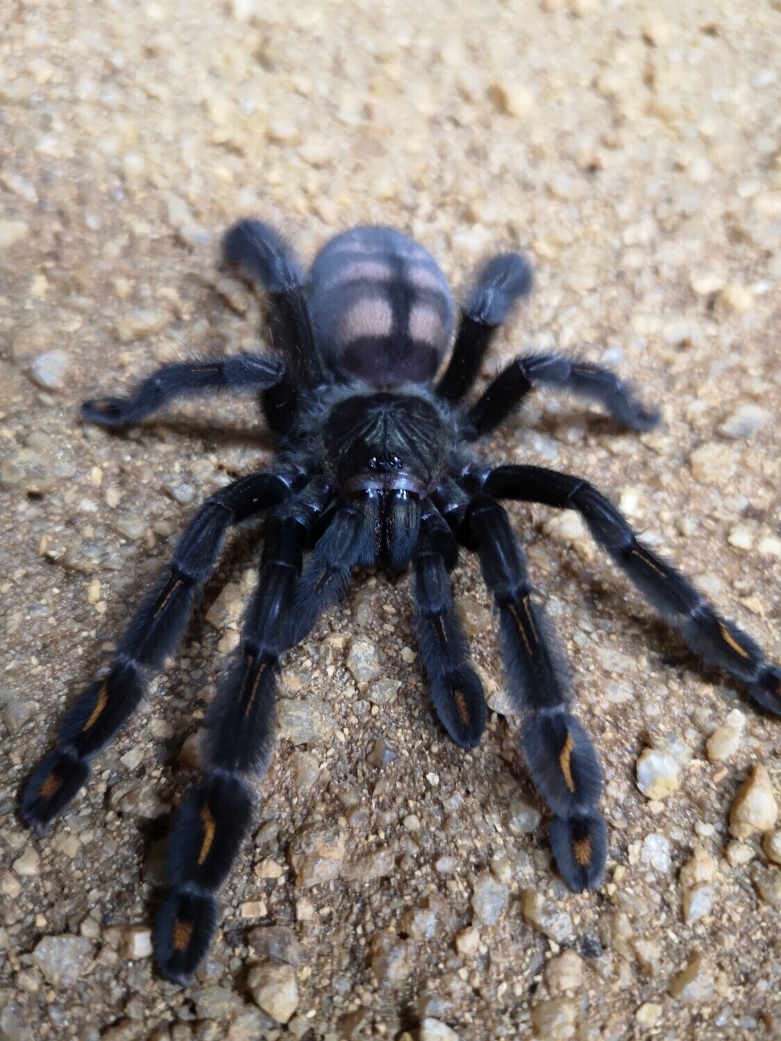 Psalmopoeus Irminia Adult Female Suntiger Tarantula 