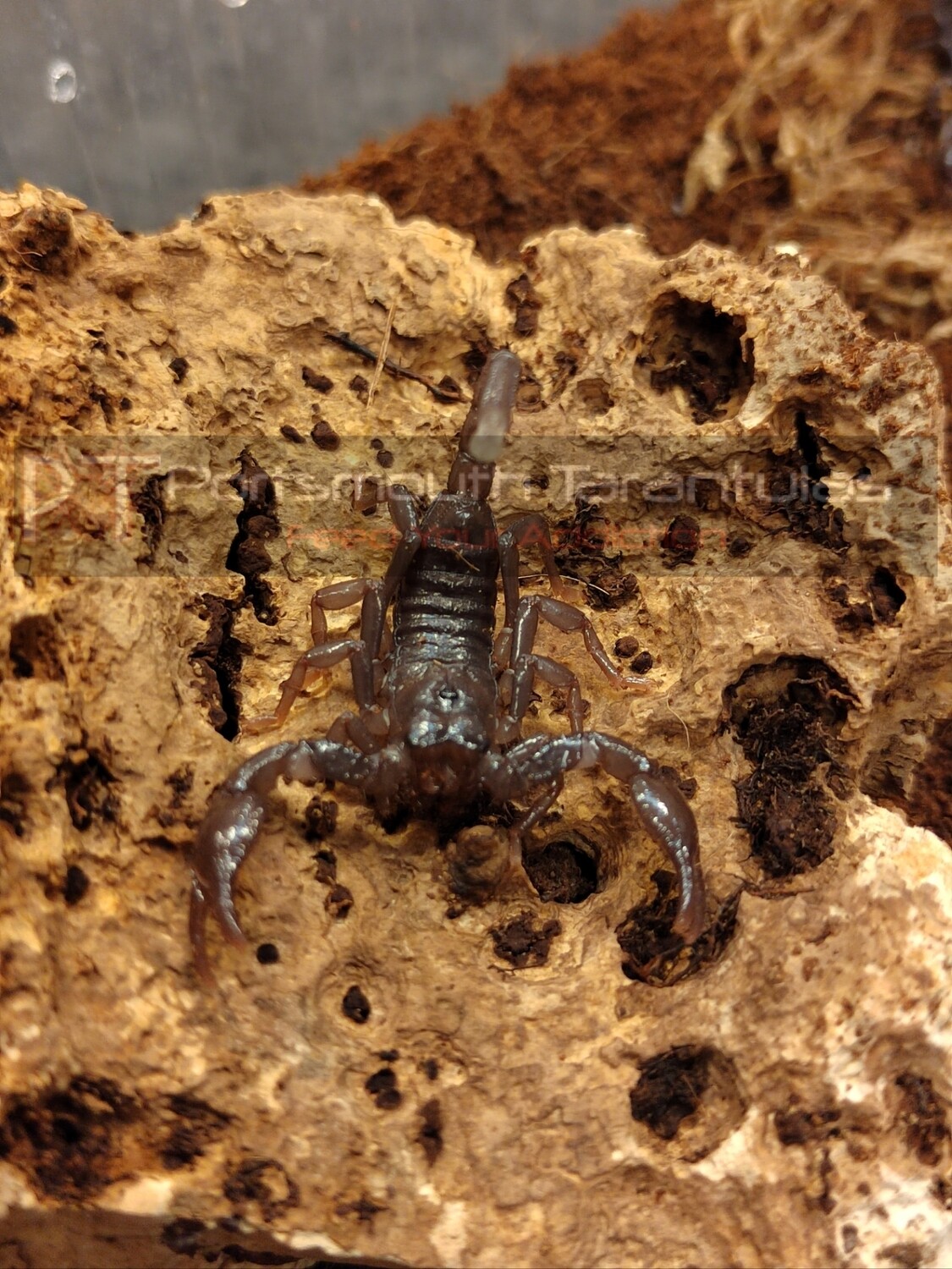 Pandinus imperator emperor scorpions 3-4cm