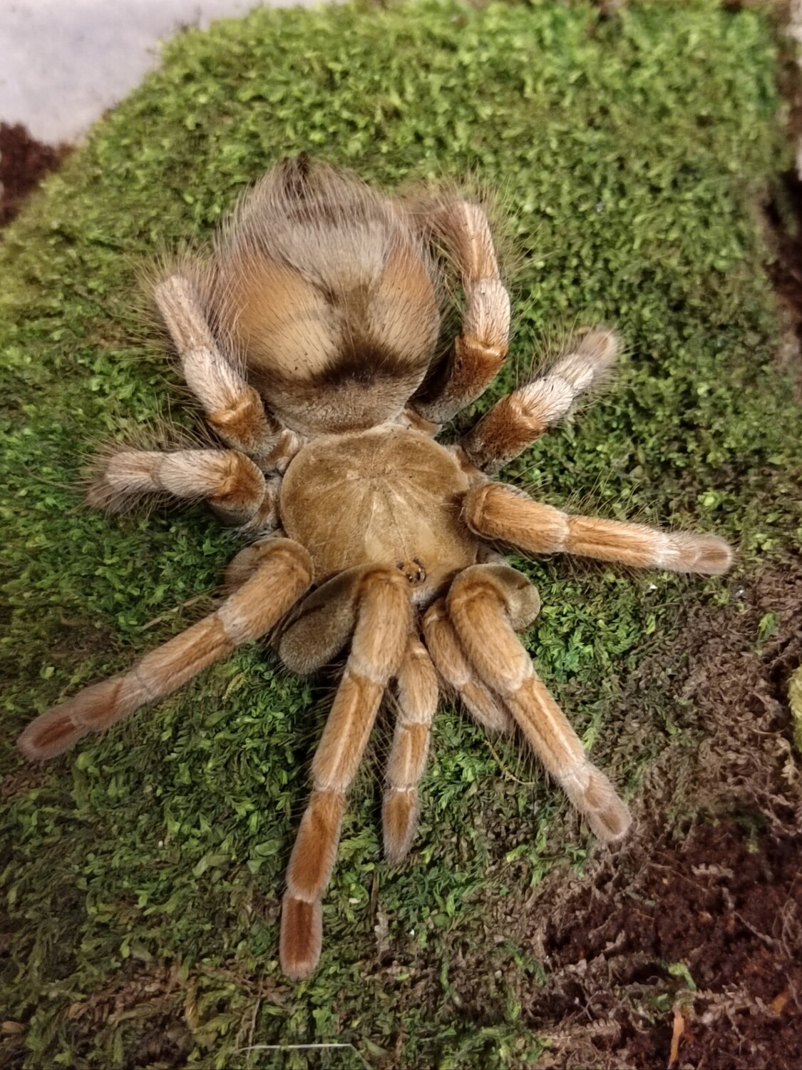 Pamphobeteus sp. Mascara Female (15-16cm)