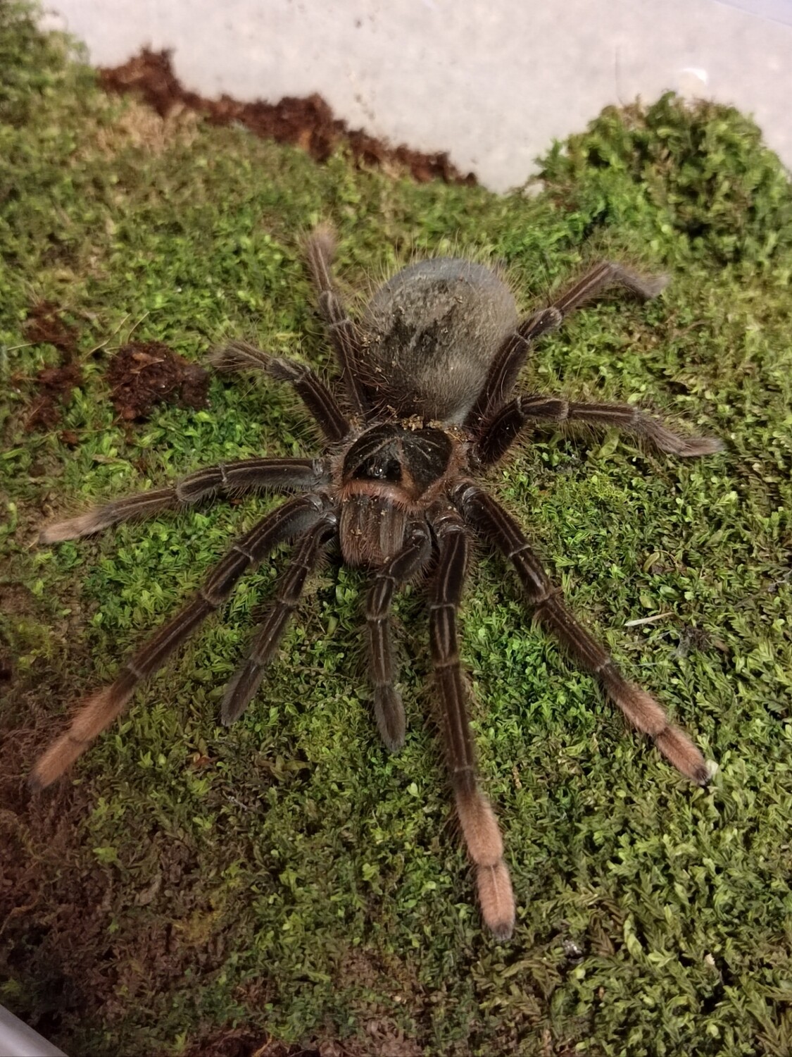 Theraphosa apophysis - Pinkfoot Goliath Male (13-14cm)