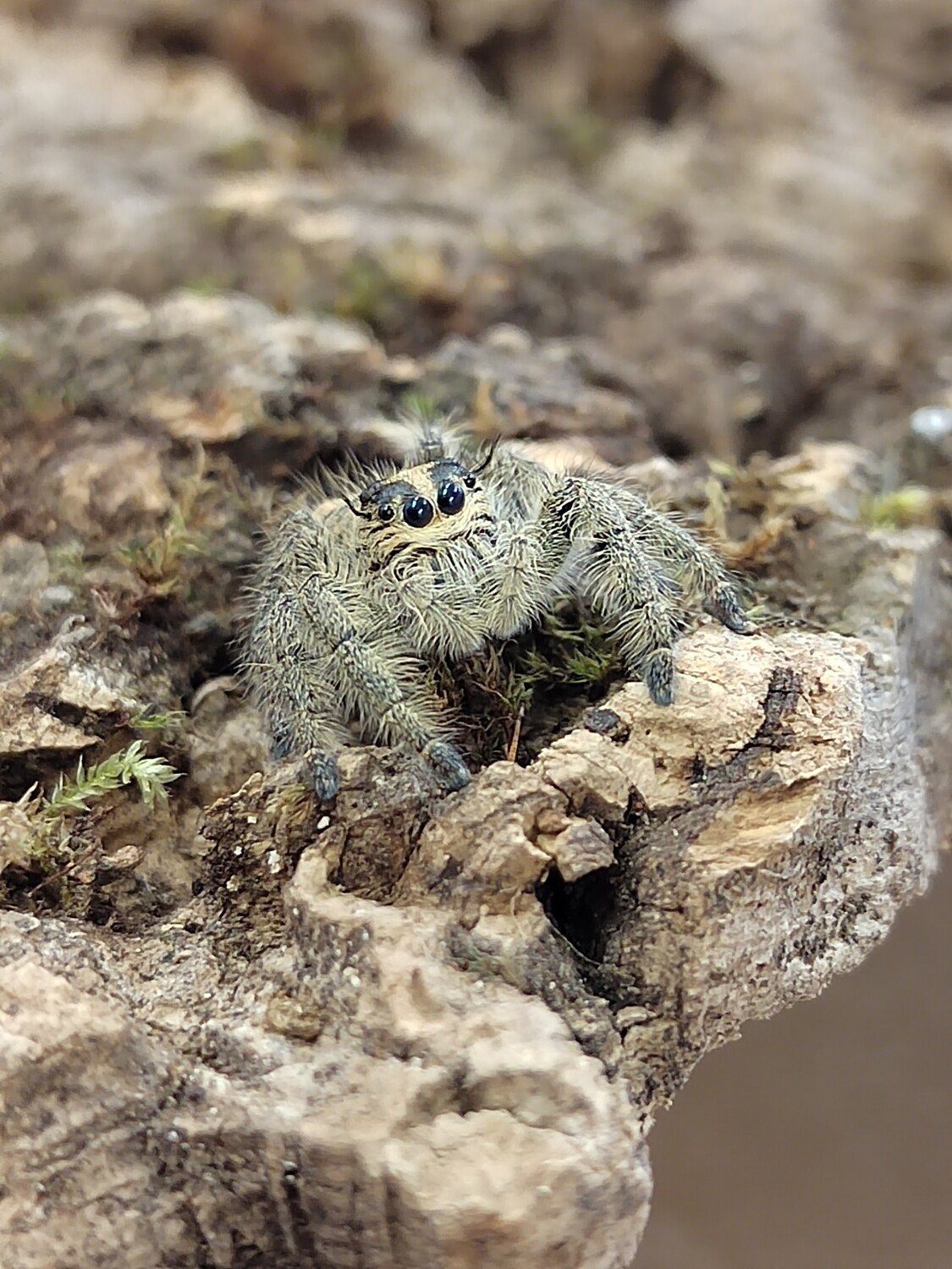 Hyllus Diardi - Eyelash jumping spider. Sub adults / Adults