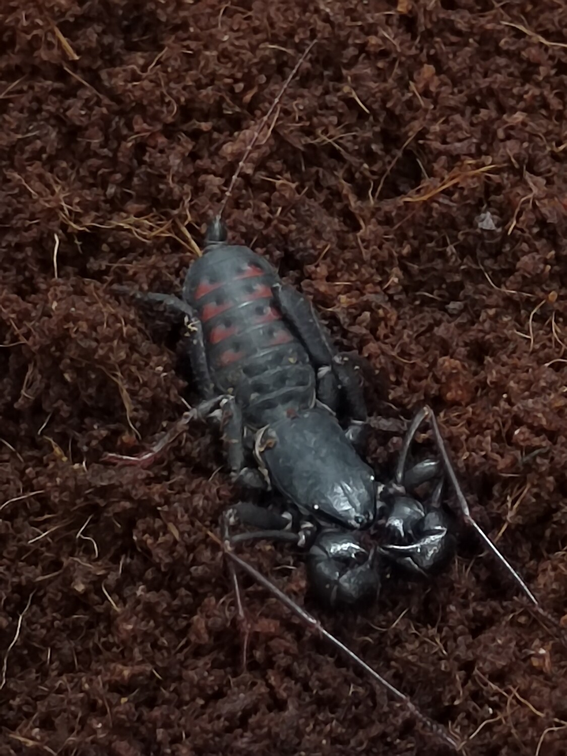 Typopeltis crucifer (SA/A) Vinegarroon Whip Scorpion