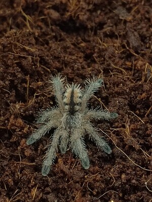 Portsmouth Tarantulas