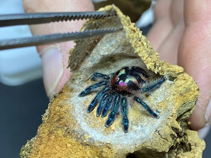 Typhochlaena seladonia. Brazilian Jewel (1cm)