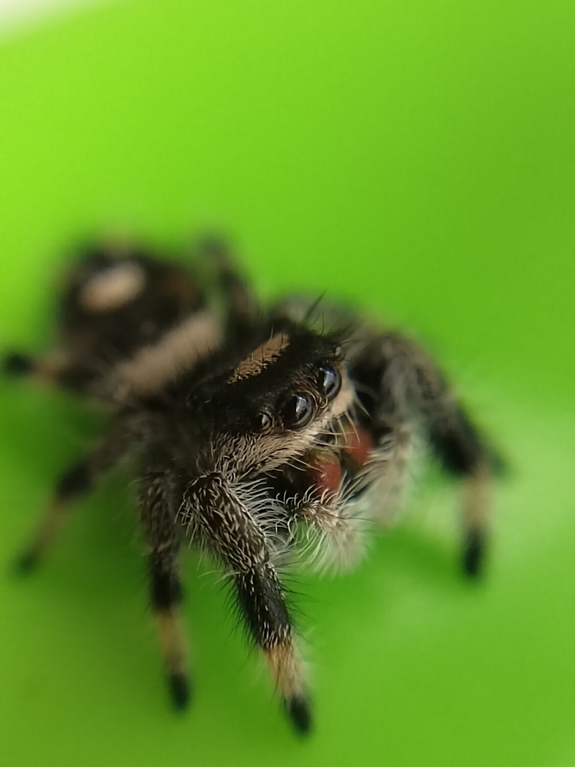 Phidippus Regius L5/L6 (Jumping Spider) Florida