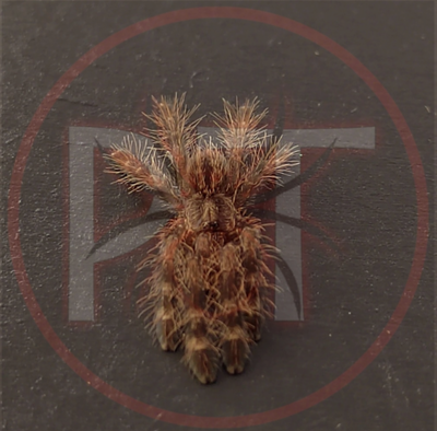 Portsmouth Tarantulas