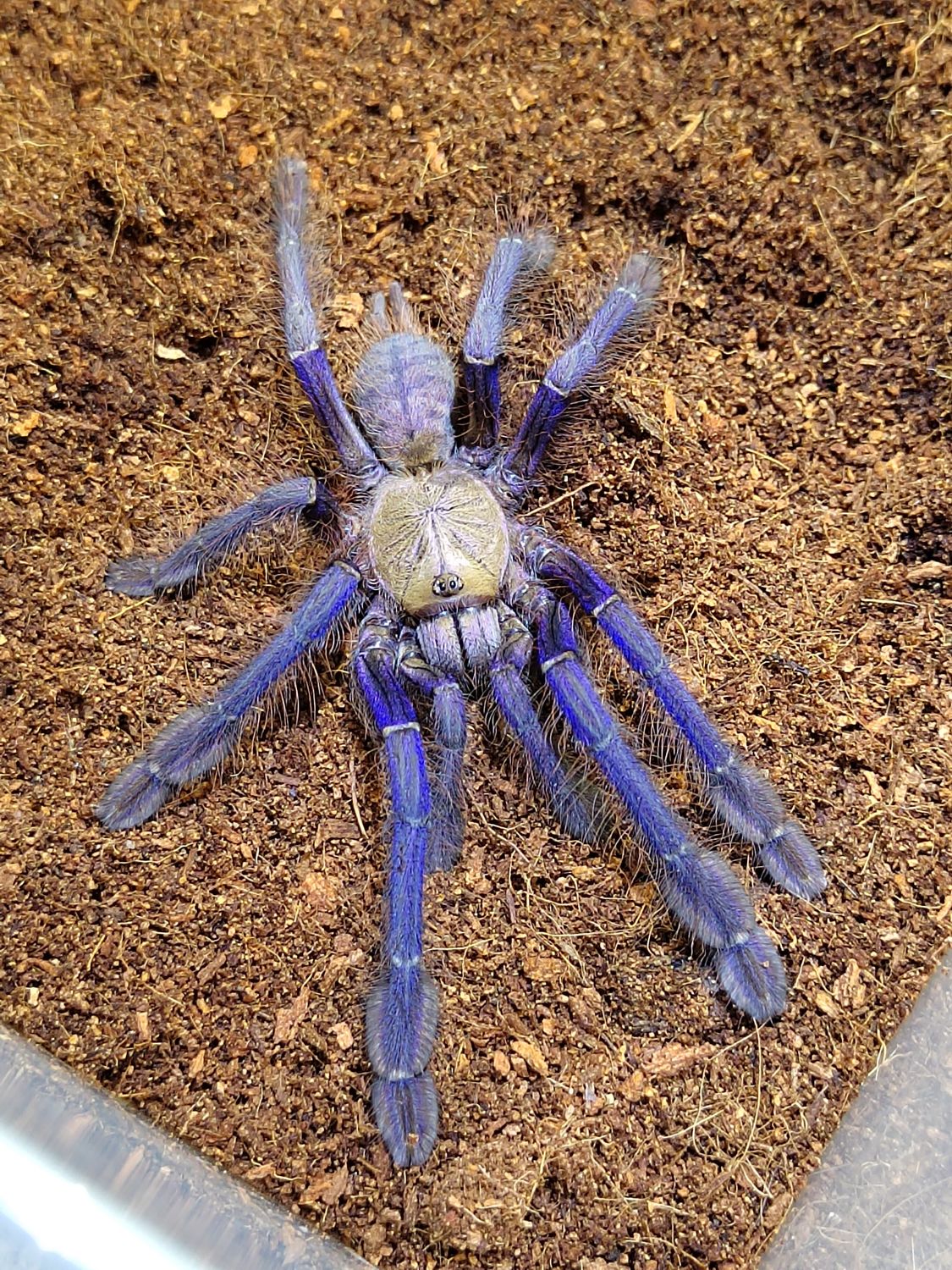 Omothymus violaceopes - Singapore Blue Female (9-10cm)