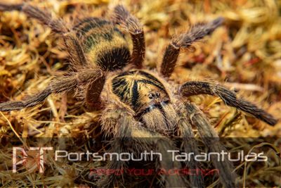 Portsmouth Tarantulas